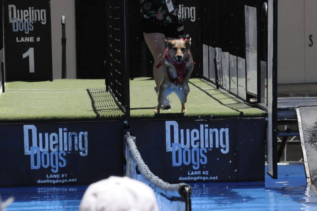 Dog Town delivers at day three of GoPro Mountain Games | VailDaily.com