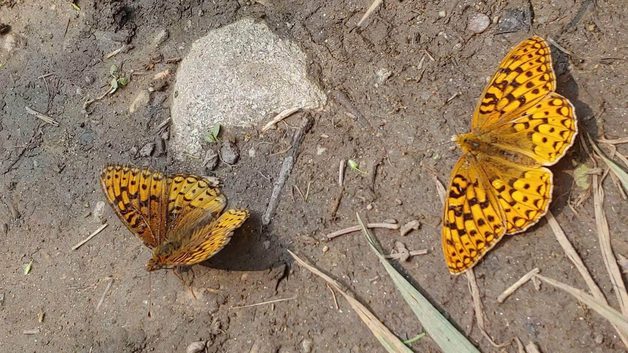 Curious Nature: The colorful life of Colorado’s butterflies | VailDaily.com