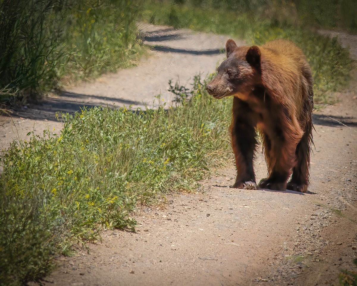Wildlife Roundtable: Wildlife has the right of way | VailDaily.com