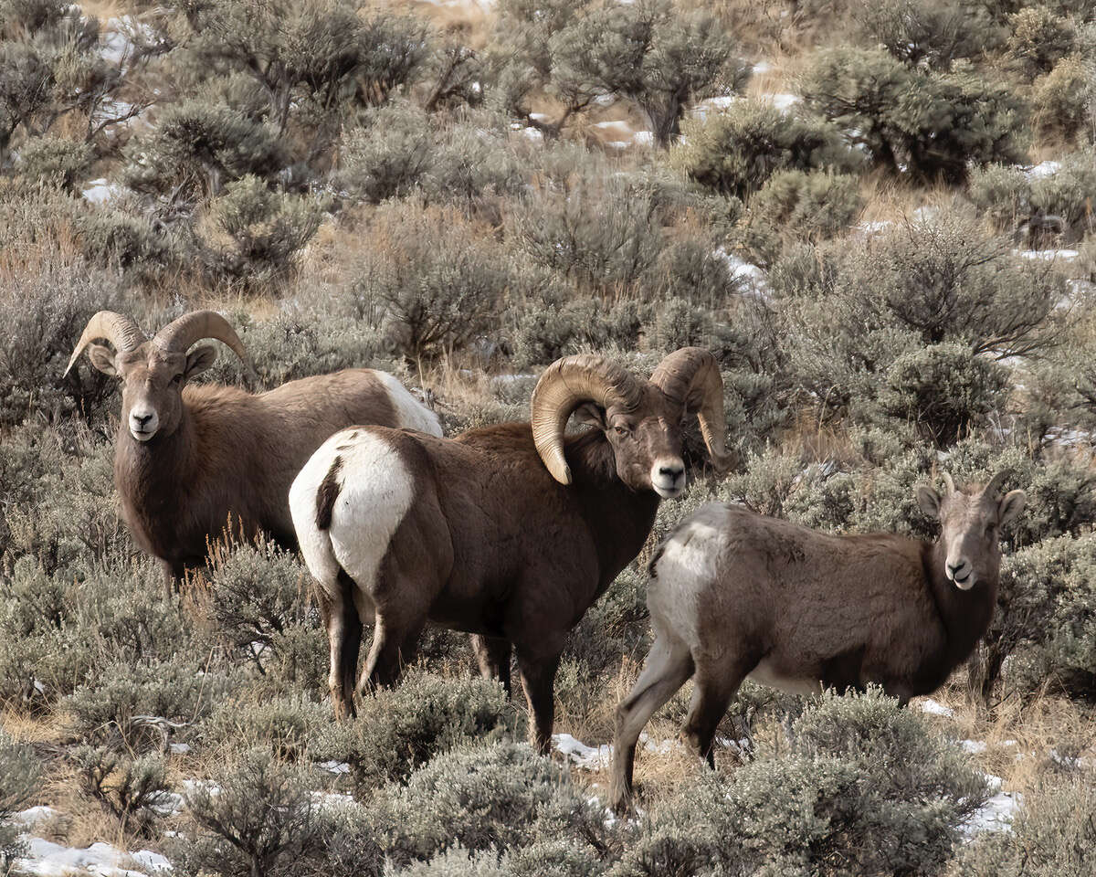 Wildlife Roundtable: How climate change and development are impacting ...