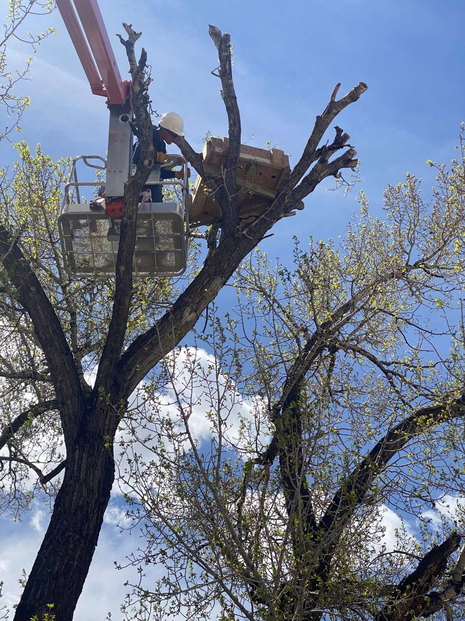 Colorado Parks and Wildlife successfully relocates osprey nest from ...