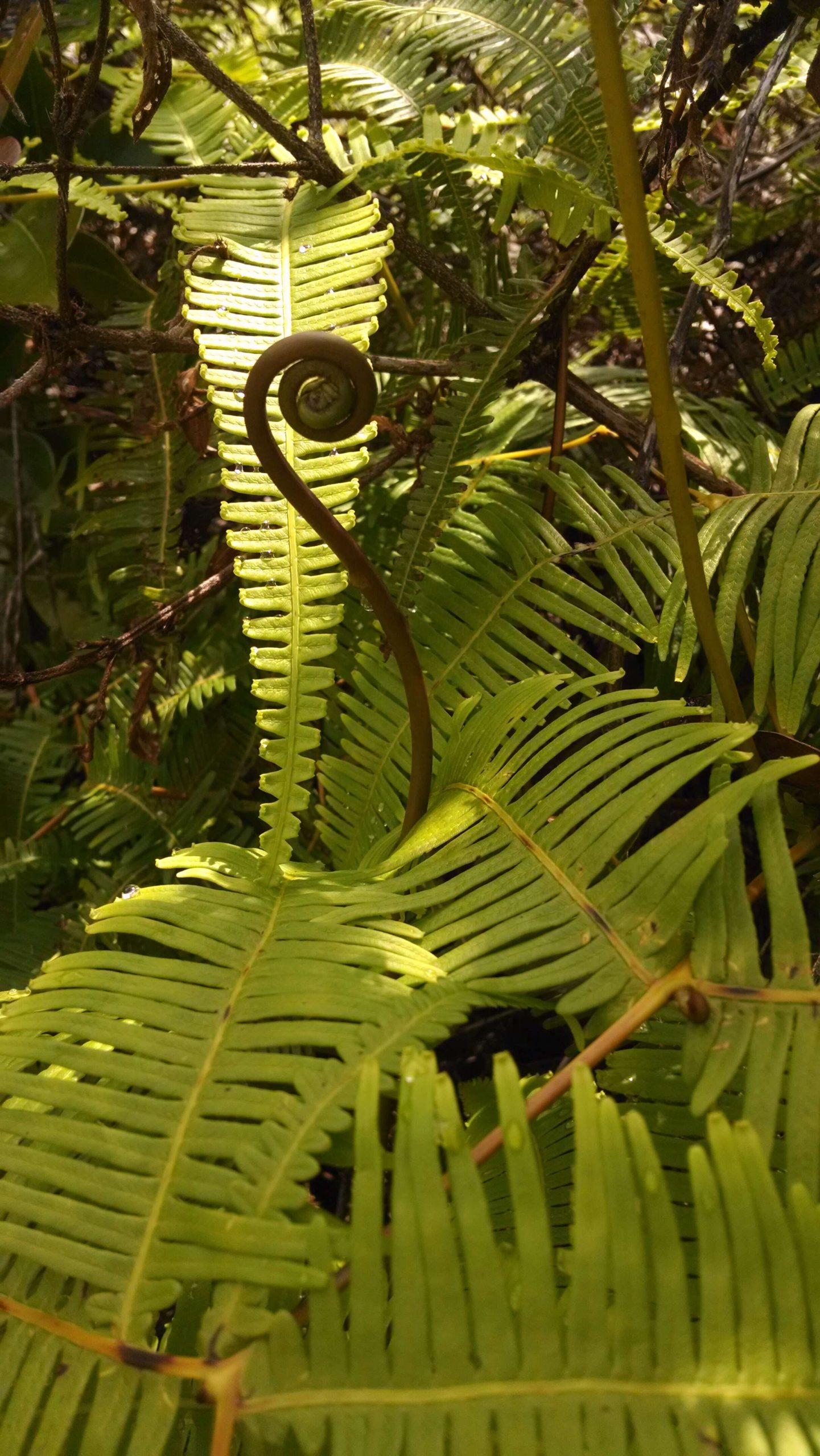 WineInk: On Fiddleheads and Fun | VailDaily.com