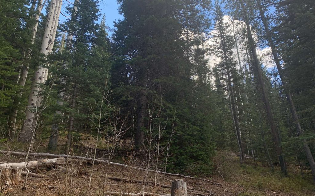 U.S. Forest Service’s forest thinning project in Eagle and Summit ...