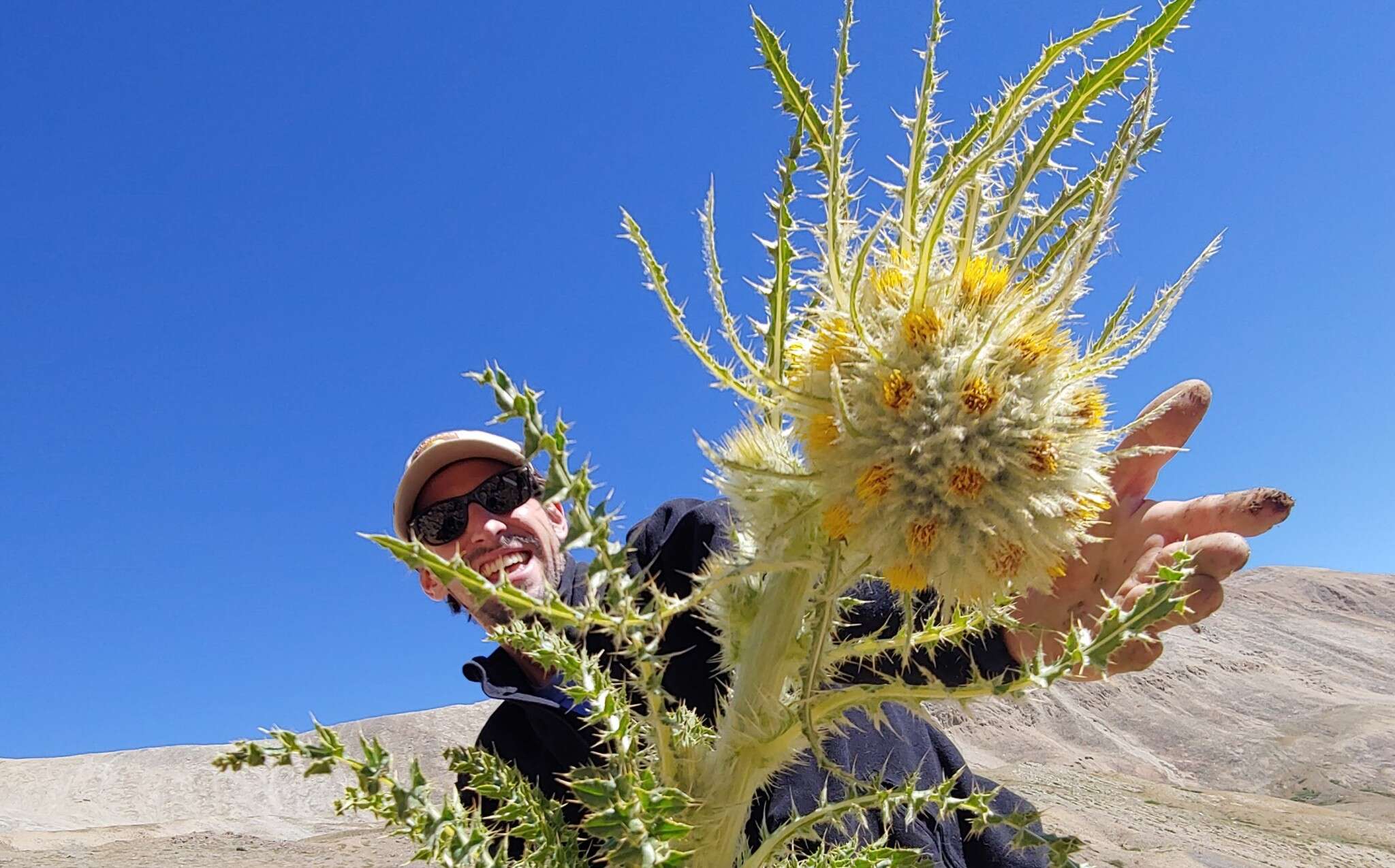 Researchers have found a new plant in Colorado’s High Country: the ...