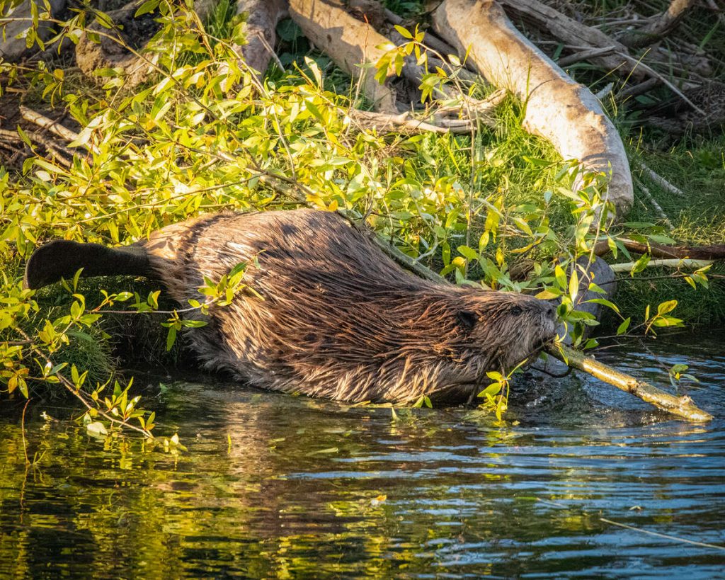Wildlife Roundtable: The role of Keystone species | VailDaily.com