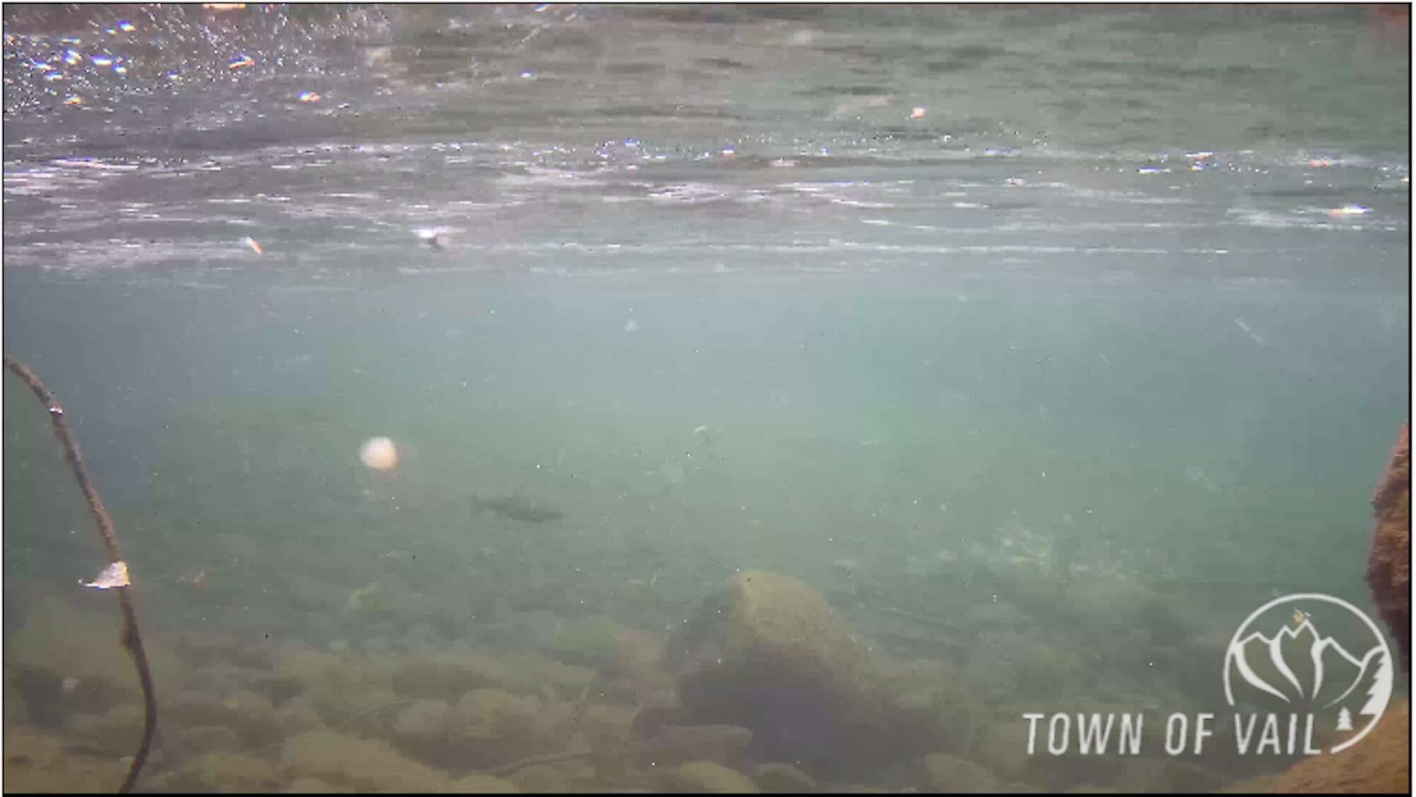 Gore Creek camera helped fish kill probe | VailDaily.com