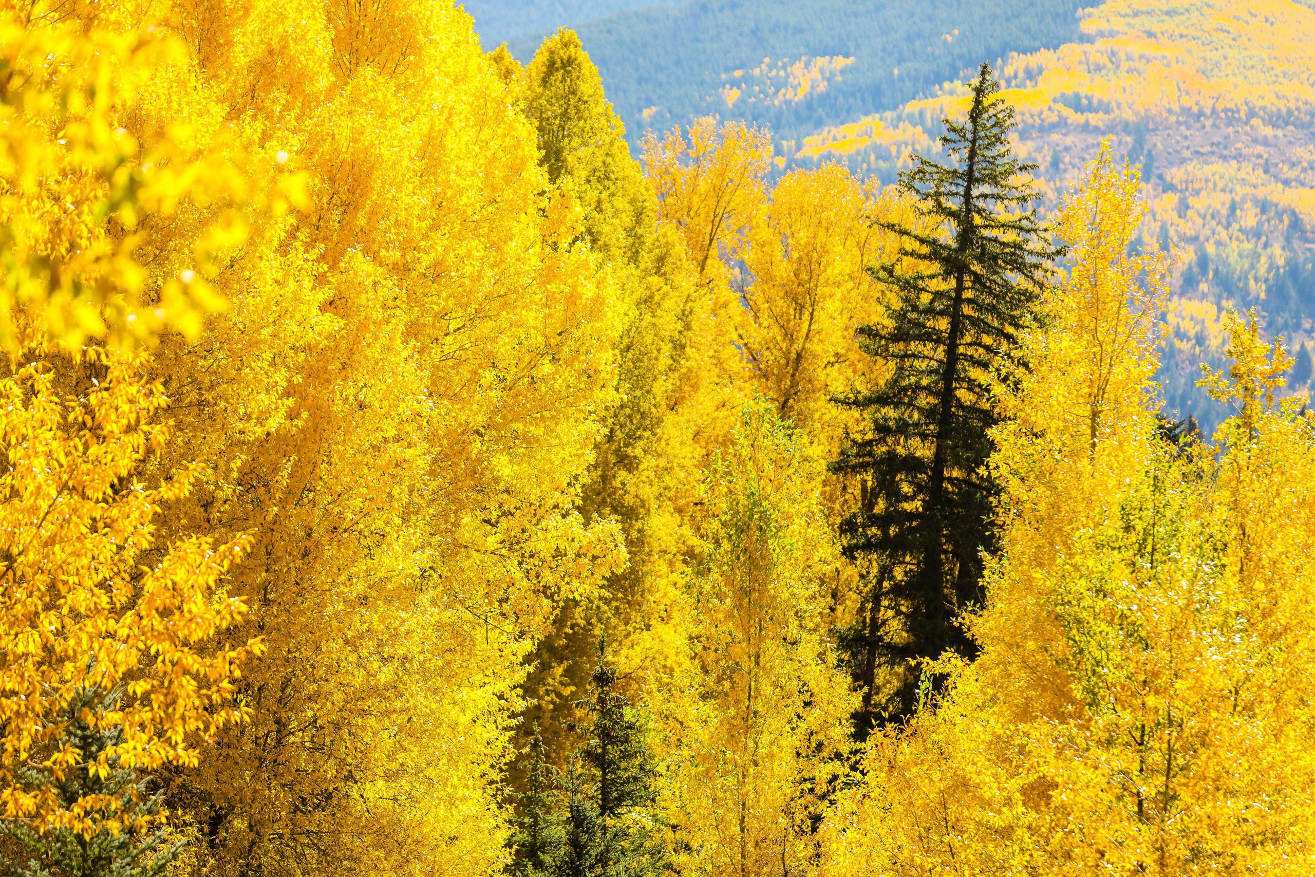Peeping awesome: Fall colors hit their peak around Eagle County ...