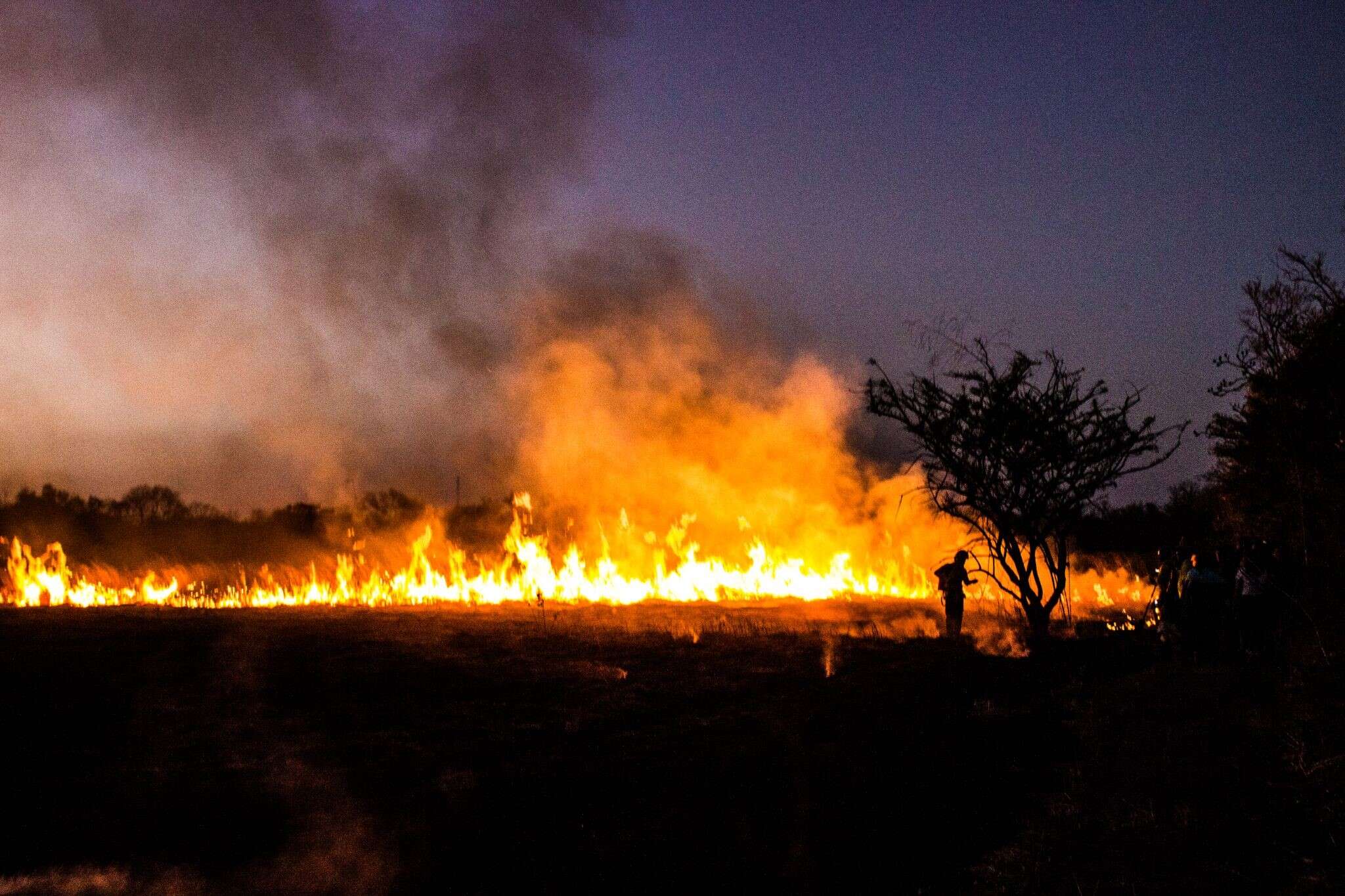 Curious Nature: On fire, destruction, and renewal | VailDaily.com