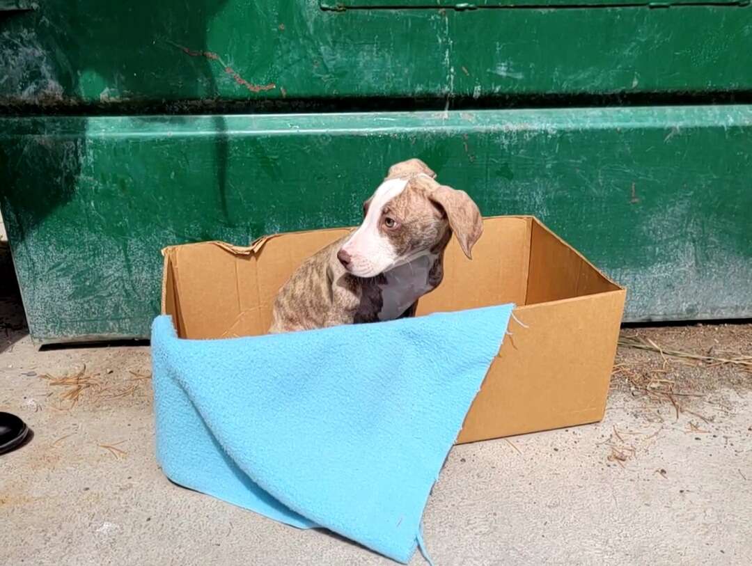 Summit animal shelter responds to string of abandoned pets | VailDaily.com