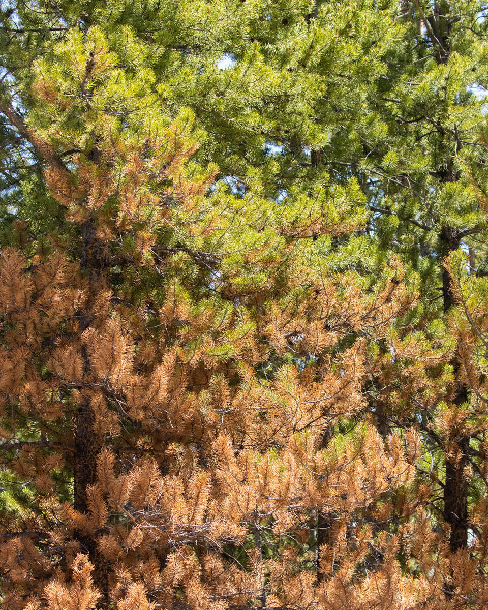 Wildfires and wildlife: How animals survive fires and how you can help ...