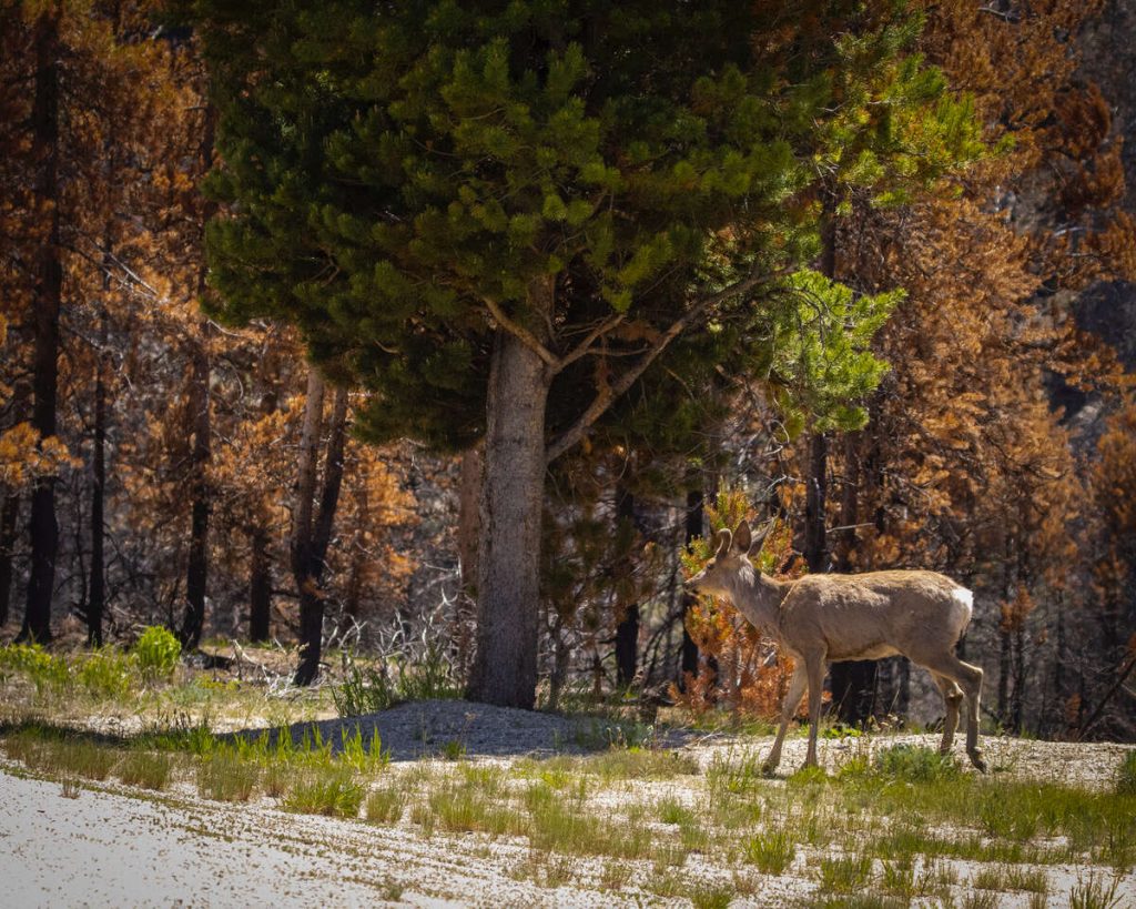 Wildfires and wildlife: How animals survive fires and how you can help ...