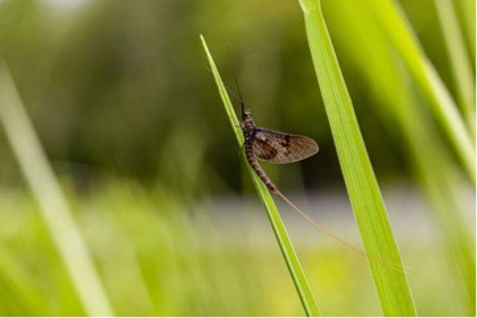 Eagle River Watershed Council: Have you noticed all the bugs this ...