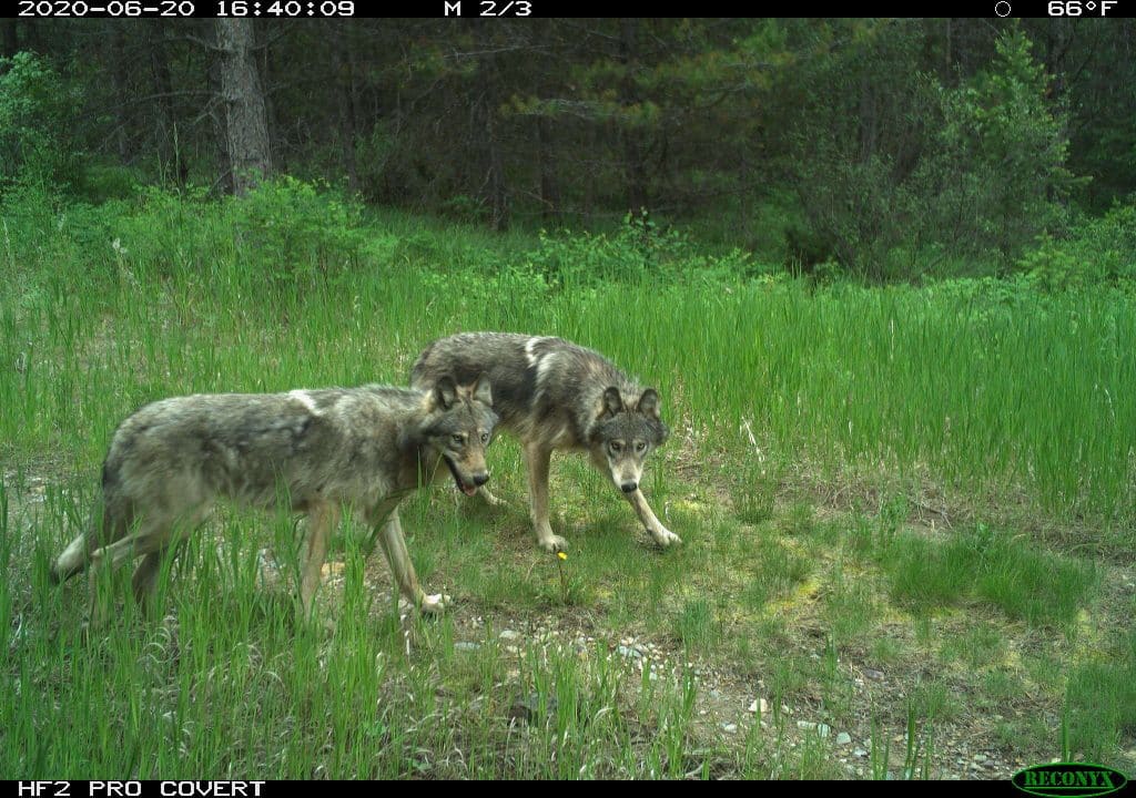 Wolf reintroduction happened so fast in Montana and Idaho, the states ...