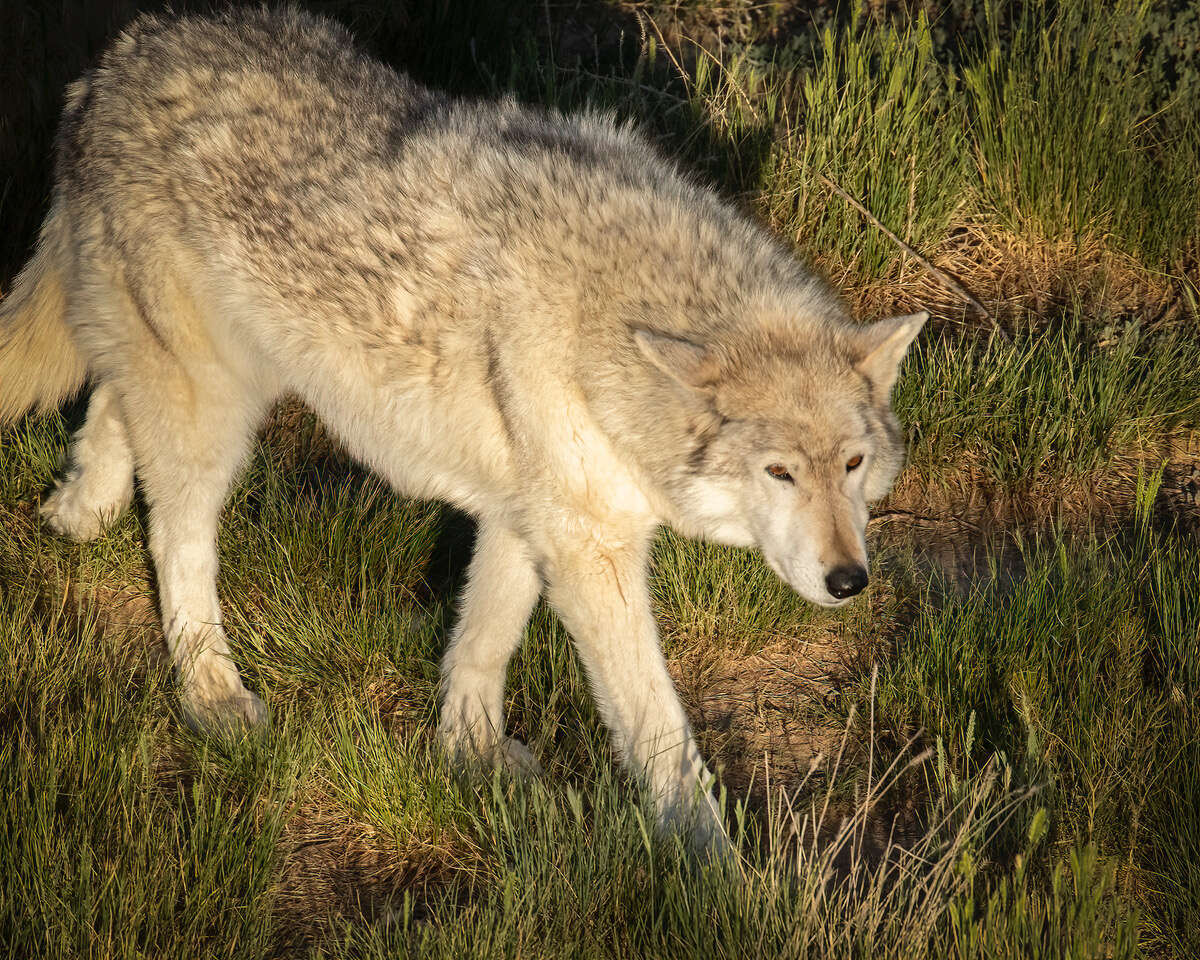 Learning to live with wolves | VailDaily.com