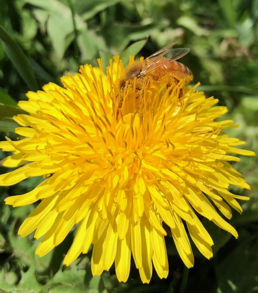 Where are all the bees in Eagle County? | VailDaily.com