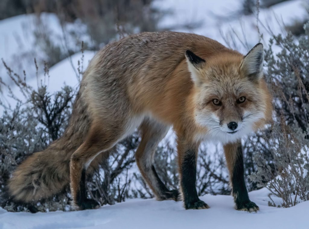 Naturaleza curiosa: Mejores Perros de Colorado | VailDaily.com