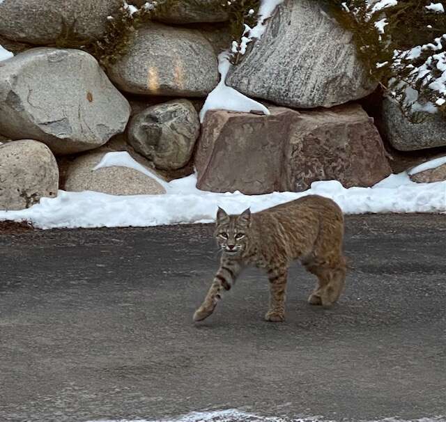 Bobcat spotted in Singletree neighborhood over the weekend | VailDaily.com