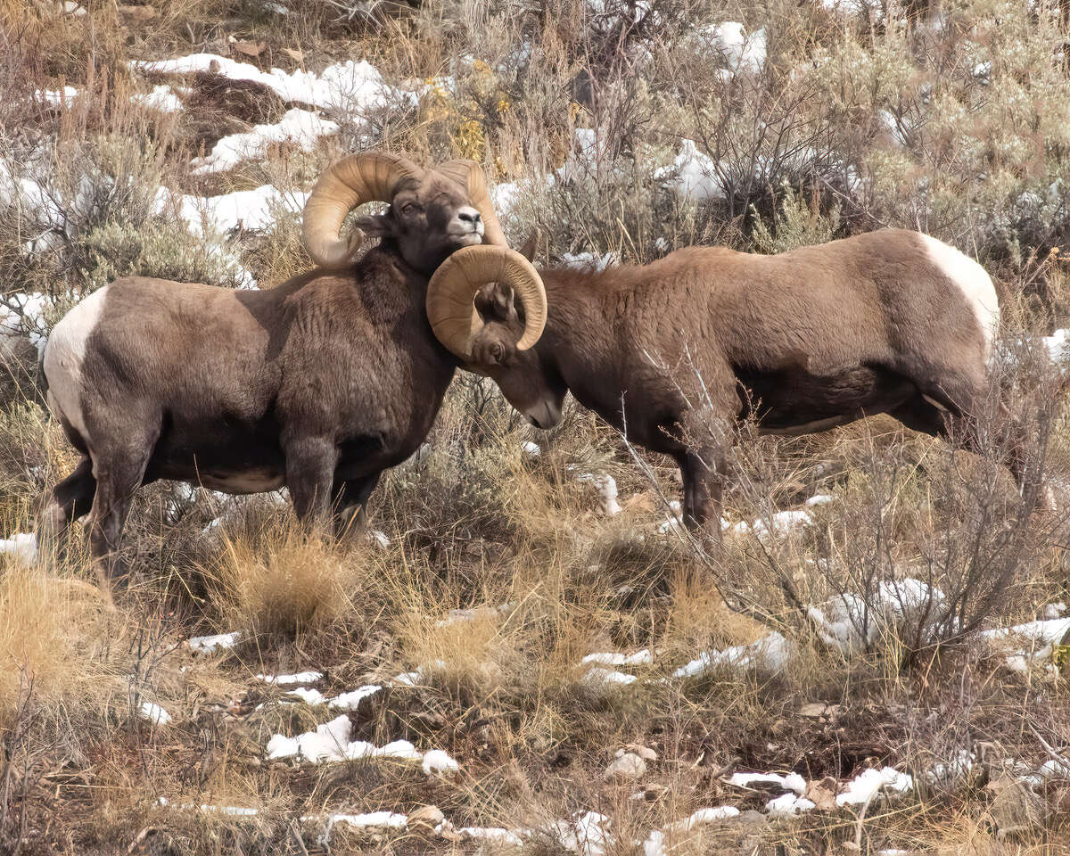 Vail Town Council votes to partner with state on bighorn sheep habitat ...