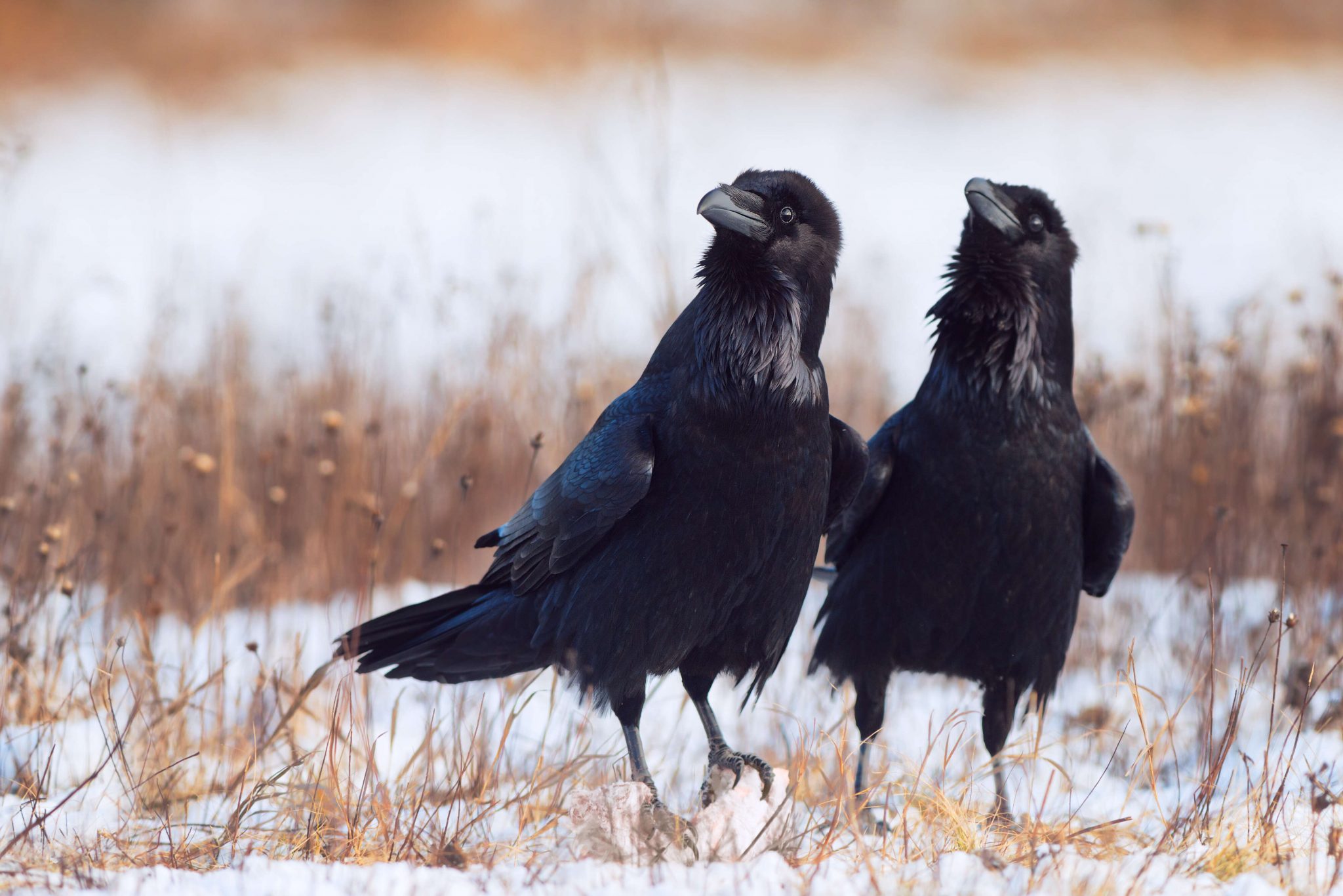 Curious Nature: Romance is in the air for ravens | VailDaily.com
