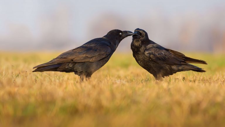 Curious Nature: Romance is in the air for ravens | VailDaily.com