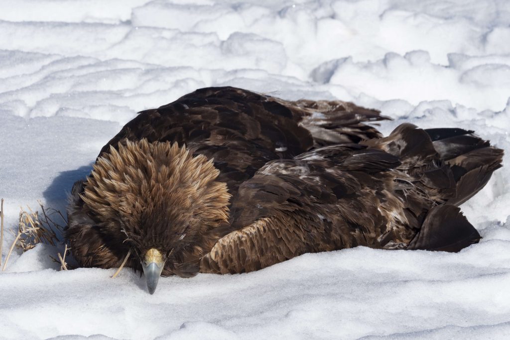 A golden eagle in distress: A photographer’s take | VailDaily.com