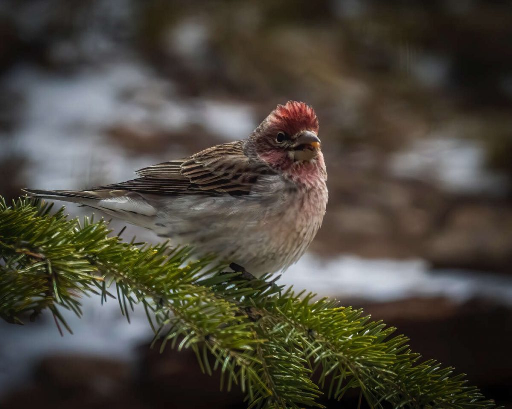 Winter bird feeding in the mountains of Colorado: What local birds eat ...