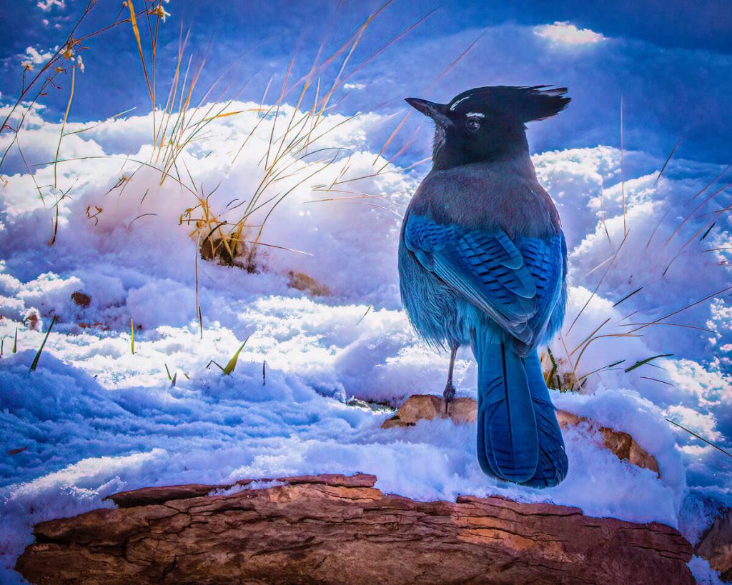 Winter bird feeding in the mountains of Colorado: What local birds eat ...