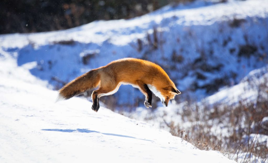 Curious Nature: Life under the snow | VailDaily.com