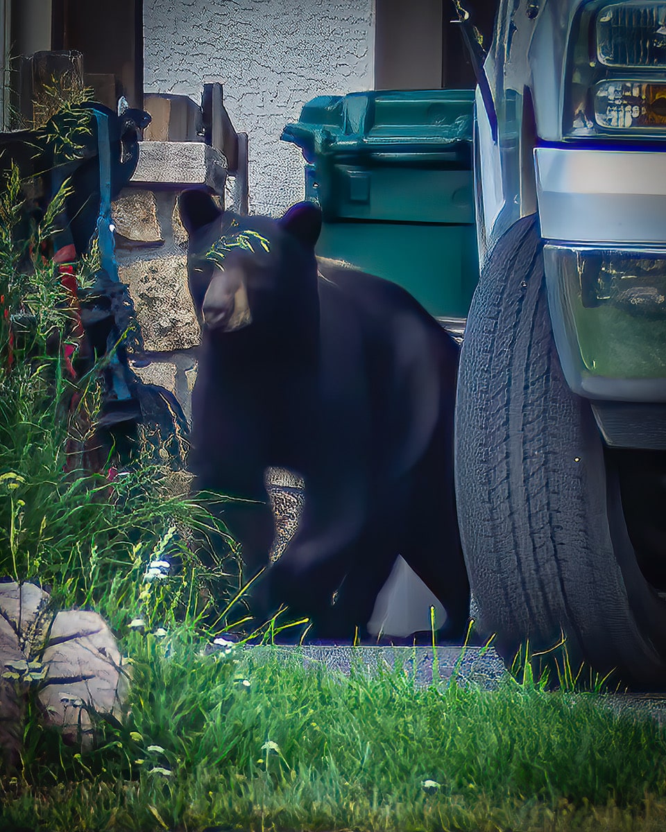 When it comes to bear-human conflicts, humans are the problem ...