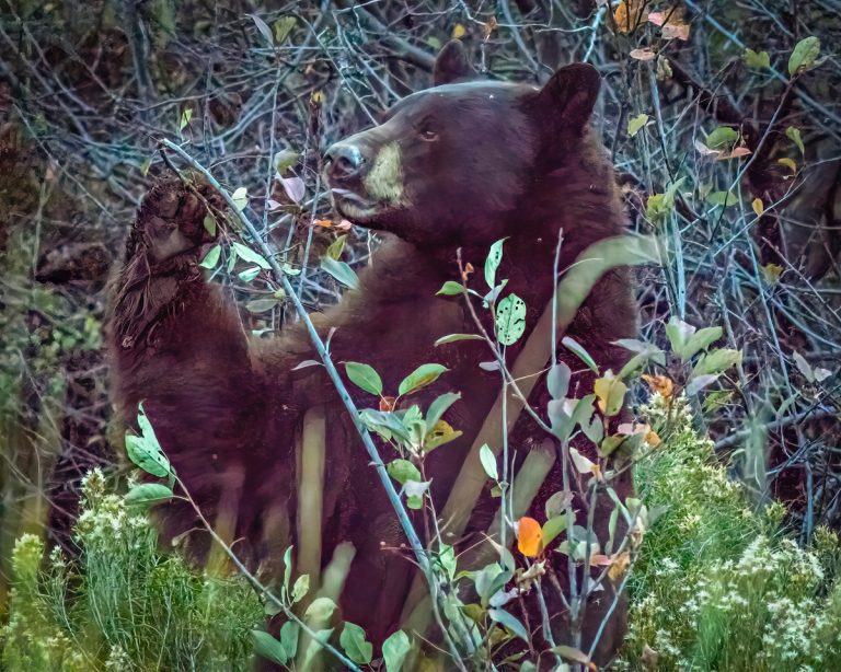Bear vs. human conflicts up 16% in Colorado; down along Front Range ...