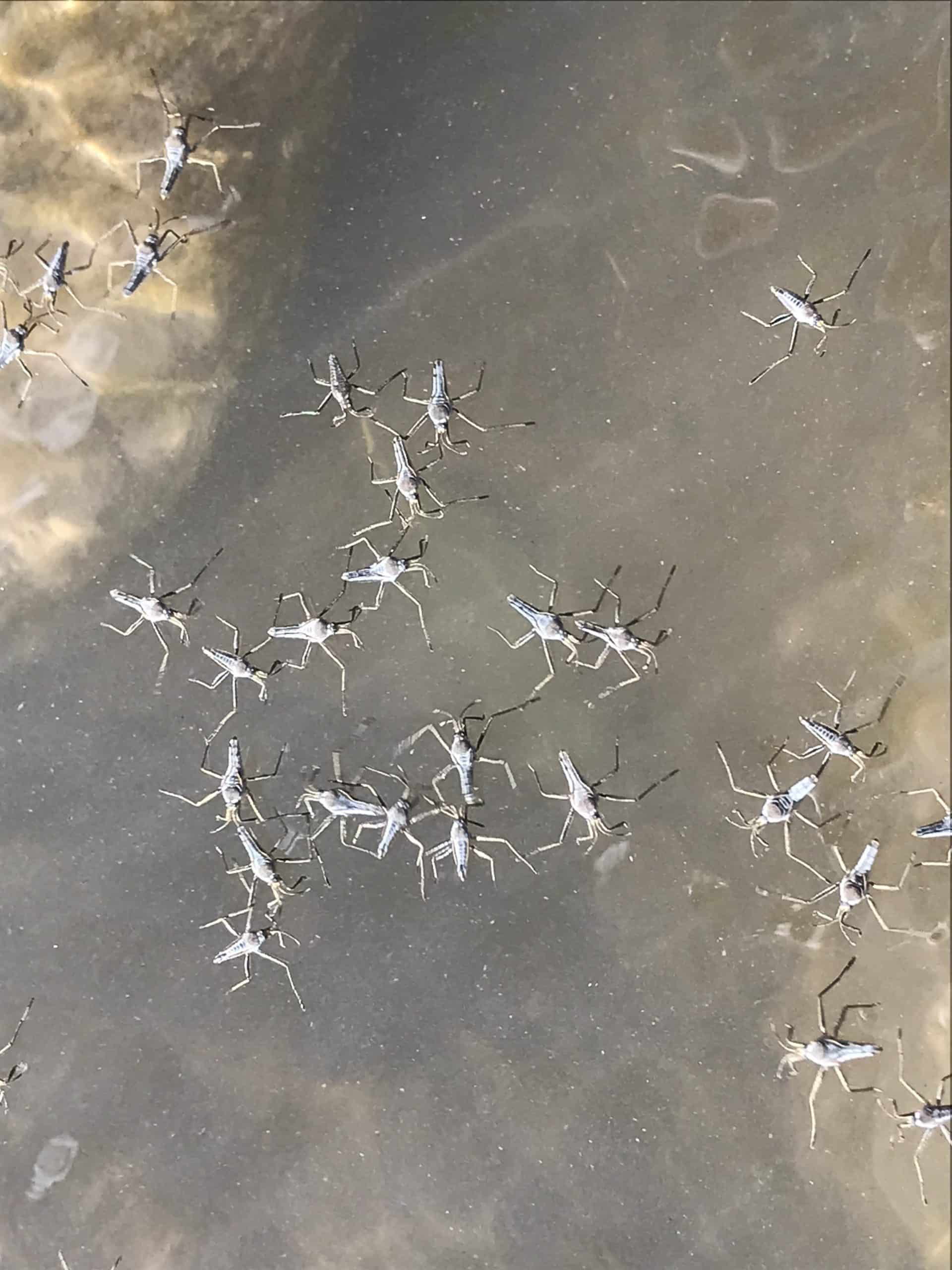 Salomone: Midge madness | VailDaily.com