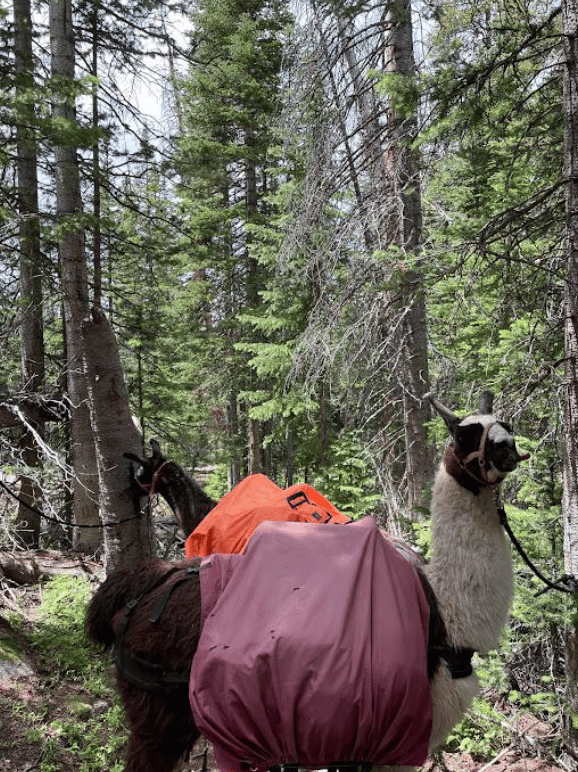 Curious Nature: Enjoying the outdoors sustainably | VailDaily.com