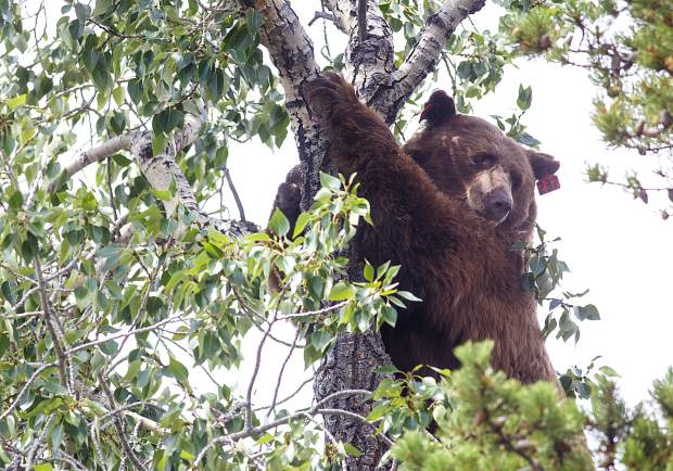 The trouble with co-existing: How a bad food year causes human bear ...