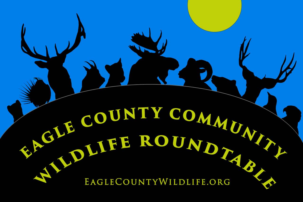 Wildlife Roundtable: The bears are waking from hibernation in Eagle ...