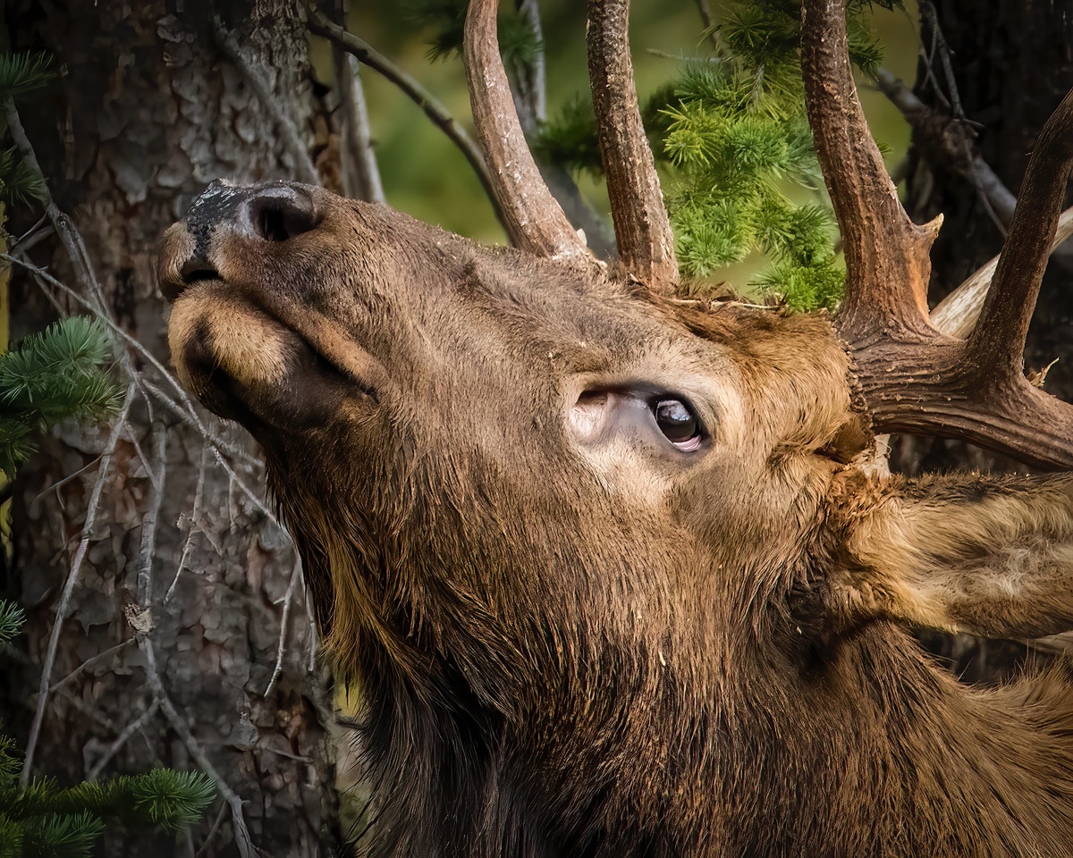 Breeding frenzy: If you love wildlife, let large animals be during ...