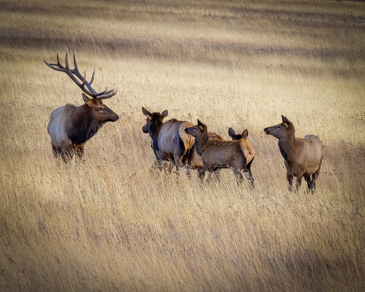 Breeding frenzy: If you love wildlife, let large animals be during ...