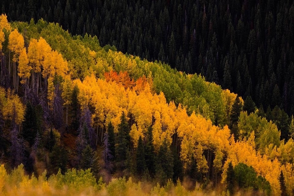 Vail Daily Tuesday Cover Photo: Shades of autumn | VailDaily.com