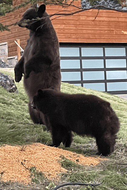 Bears charge humans near pile of corn on Aspen yard | VailDaily.com