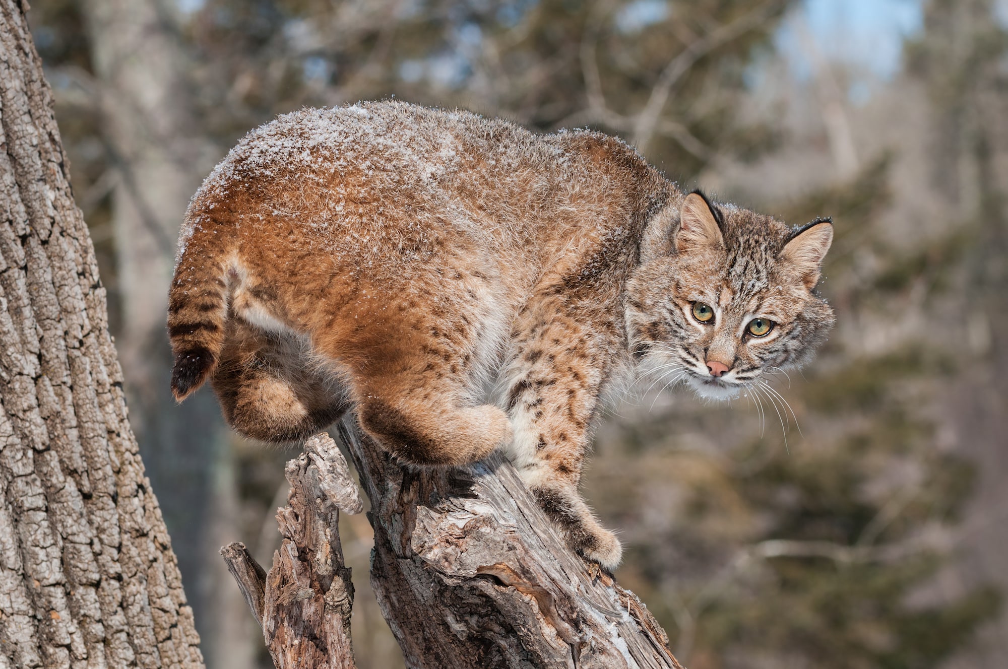 Curious Nature: Celebrating Colorado’s unique wildcats during National ...