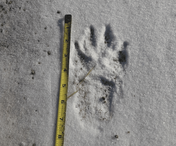 Wolf Tracks