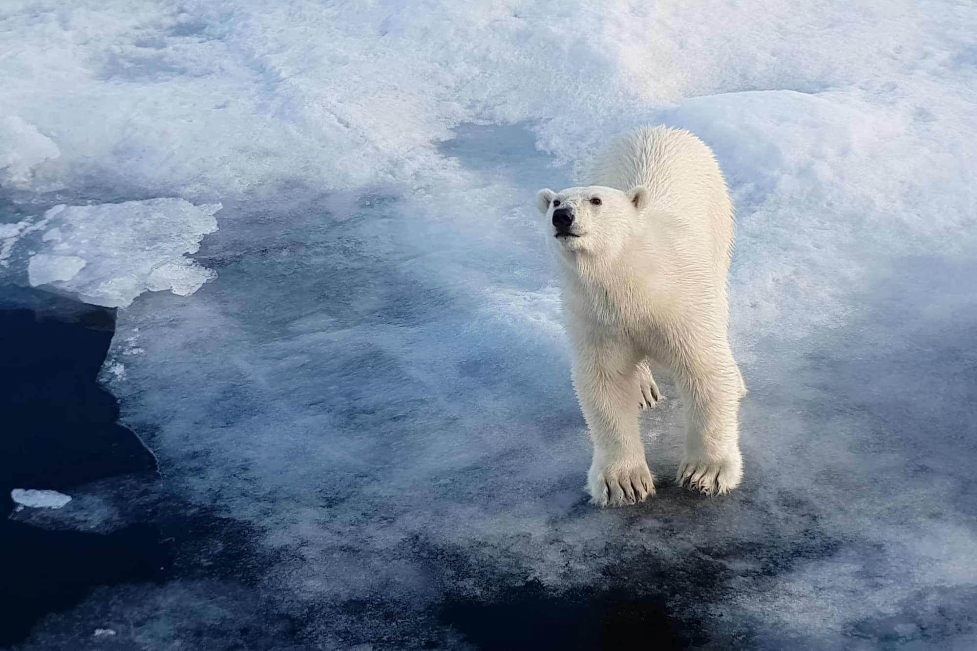 Curious Nature: Is climate change creating a real-life yeti ...