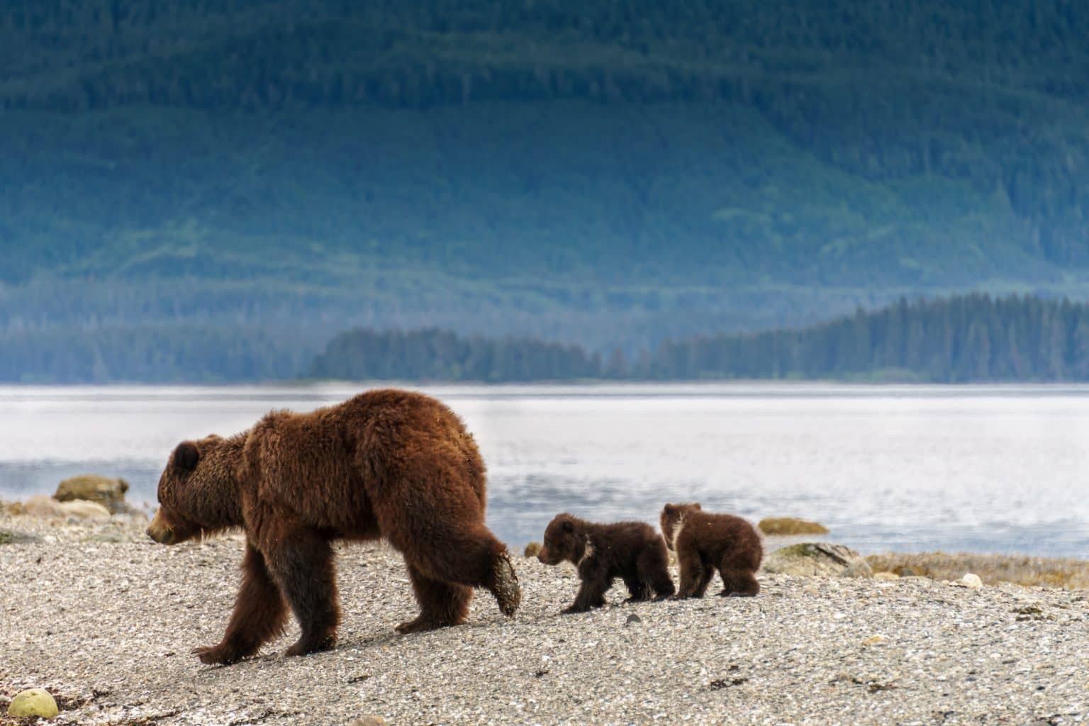 Curious Nature: Is climate change creating a real-life yeti ...