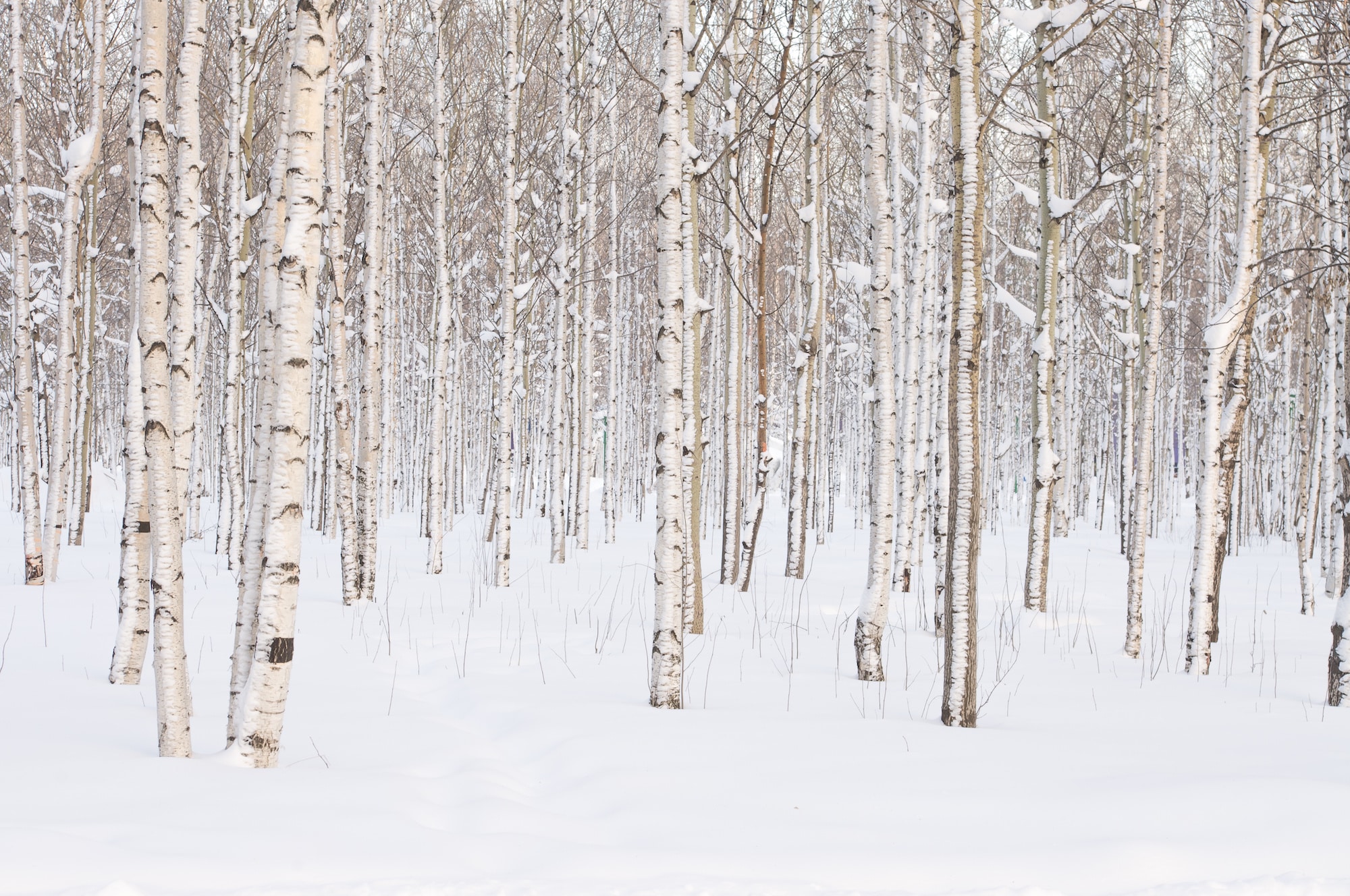 Curious Nature: How the quaking Aspen rules North America | VailDaily.com