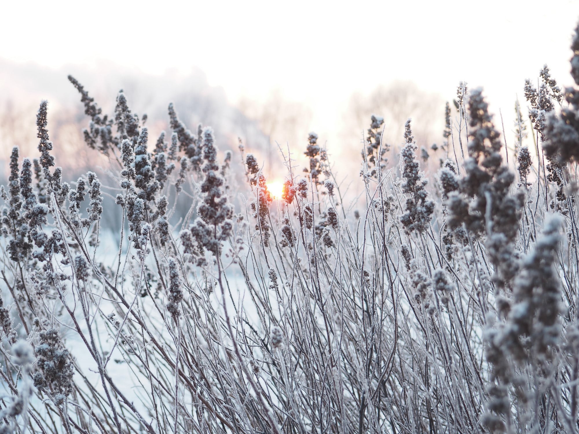Curious Nature: What happens to plants under the snow? | VailDaily.com