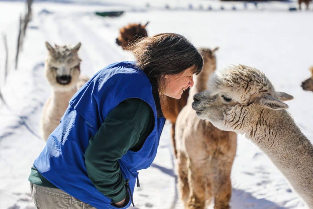 Eagle County will probably see wolves reintroduced to its remote areas ...