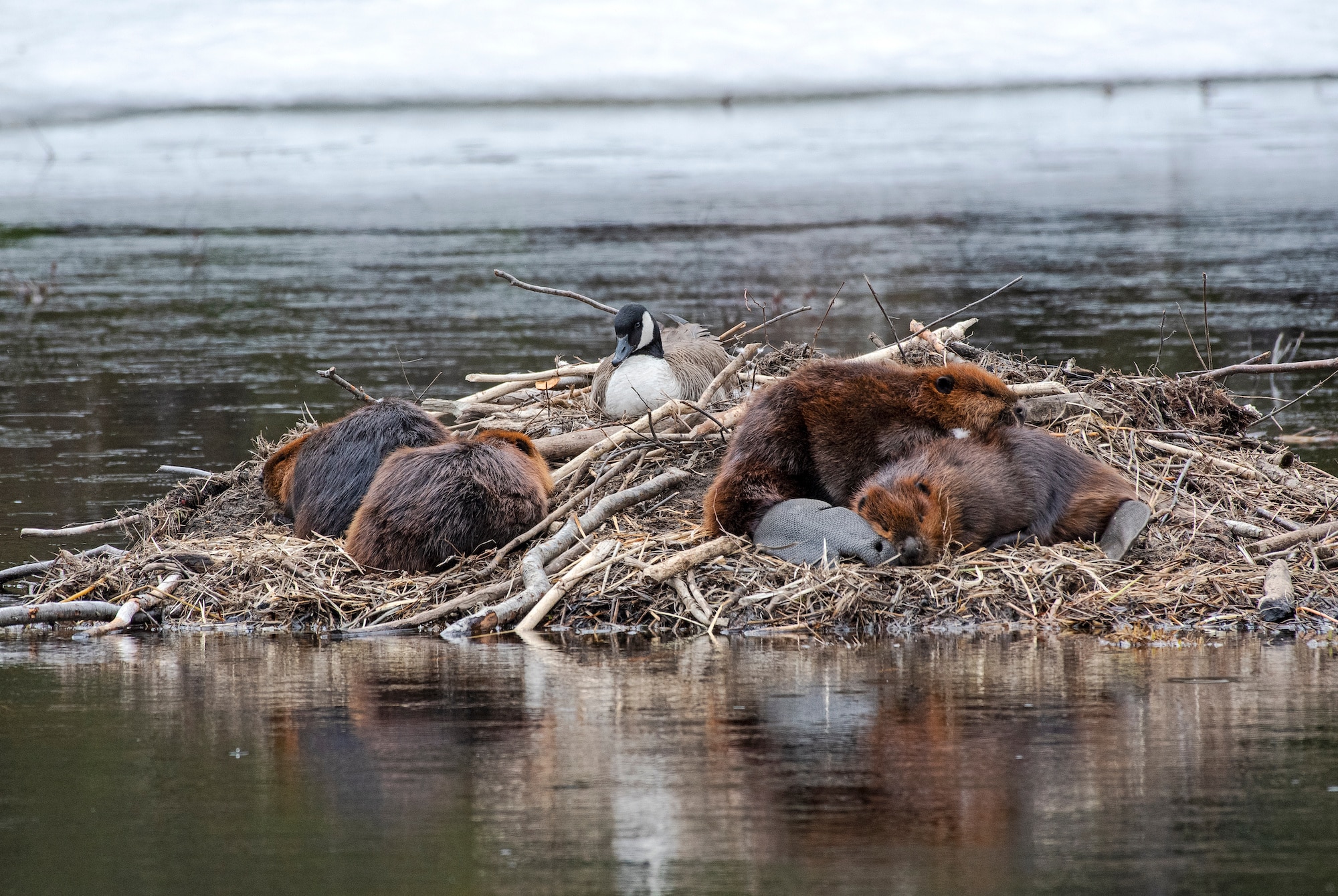 Curious Nature: A day in the life of a baby beaver | VailDaily.com
