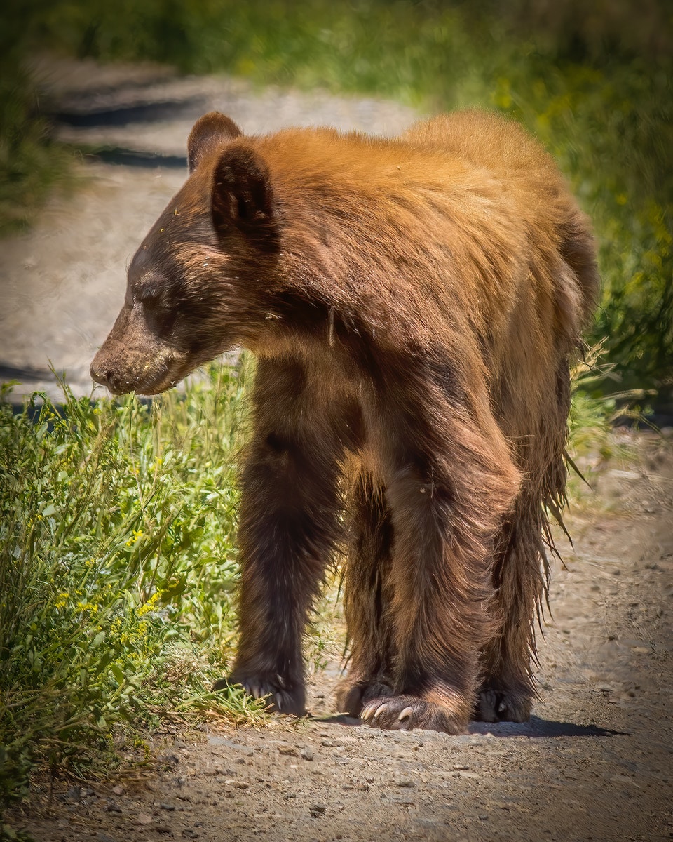 Wildlife Roundtable: The bears are waking from hibernation in Eagle ...