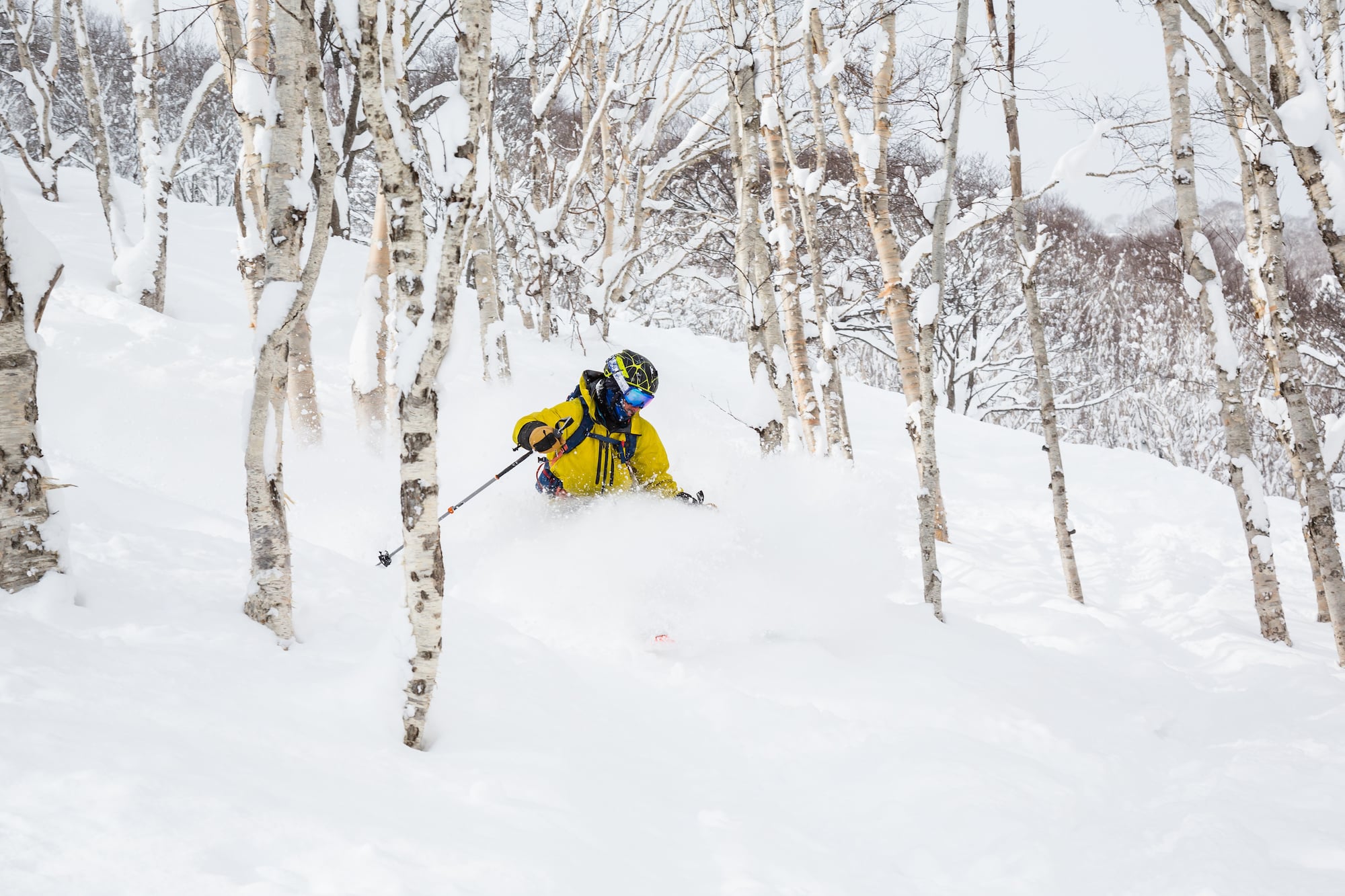 Curious Nature: Skiing the trees is the bee’s knees | VailDaily.com