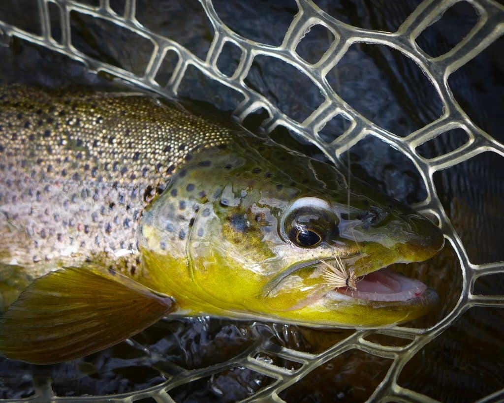 Salomone: Mother’s Day, the caddis hatch everyone loves, is here ...
