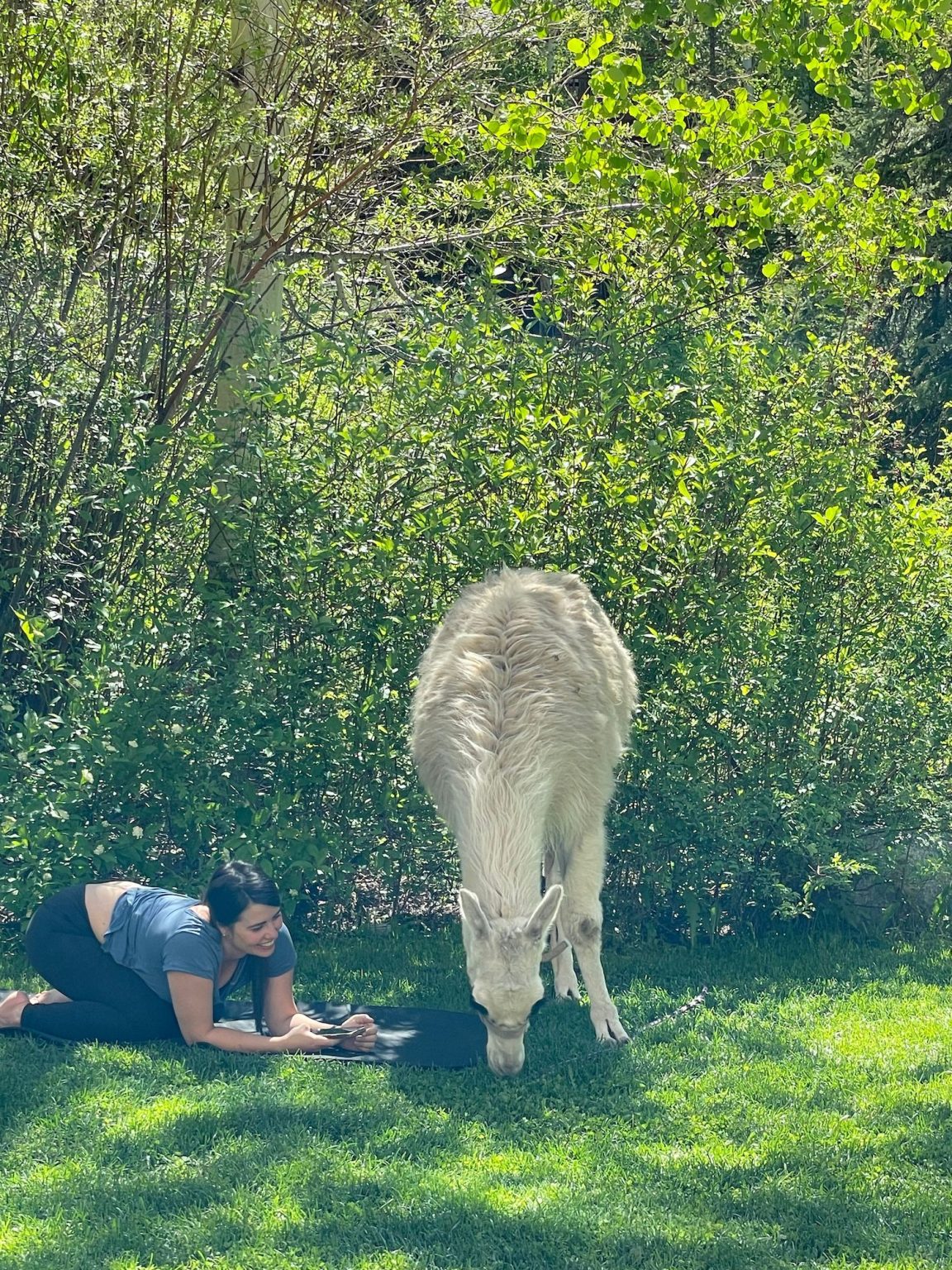 Yoga with llamas offered at Grand Hyatt Vail | VailDaily.com